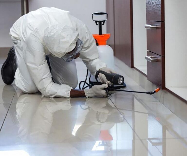 Expert Pest Control in San Diego County - Contact Us Today