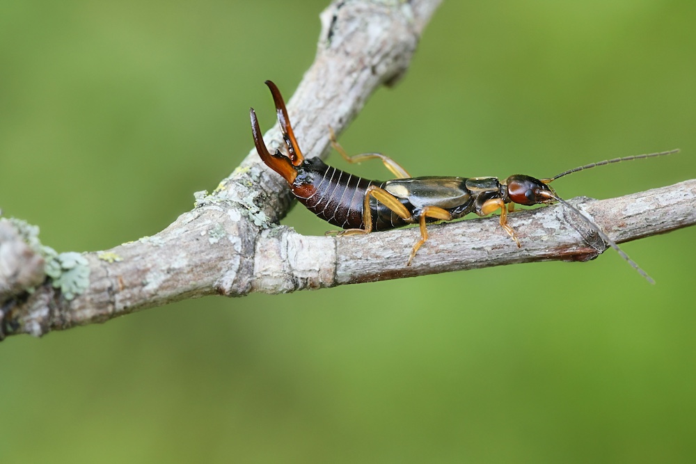 Earwig Control | Cartwright Termite & Pest Control | San Diego