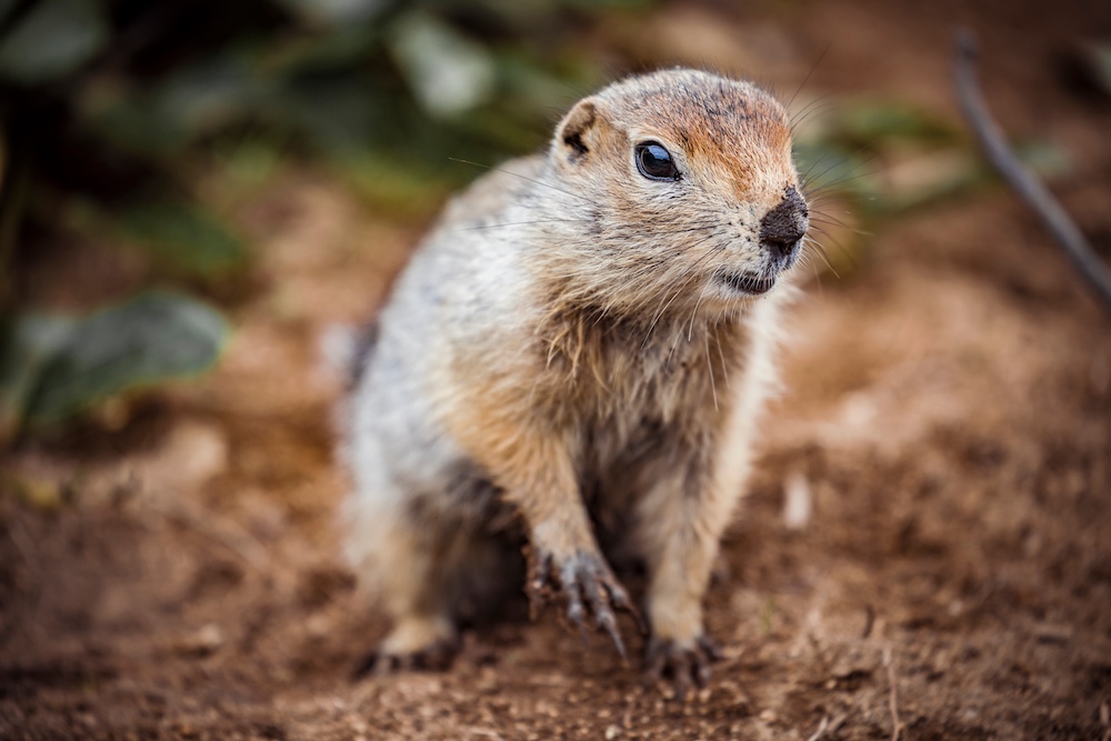 Gopher Control | Cartwright Termite & Pest Control | San Diego